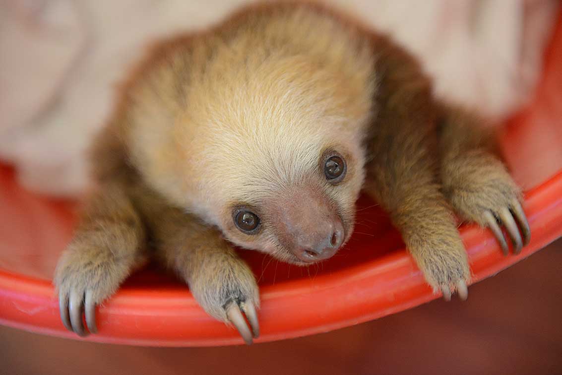 Every Costa Rica sloth photo you will ever need to see