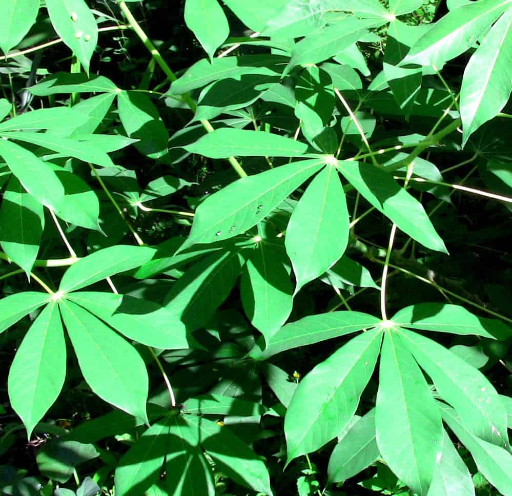 Cassava: tropical staple, drought-friendly… cancer-busting? – The Tico ...