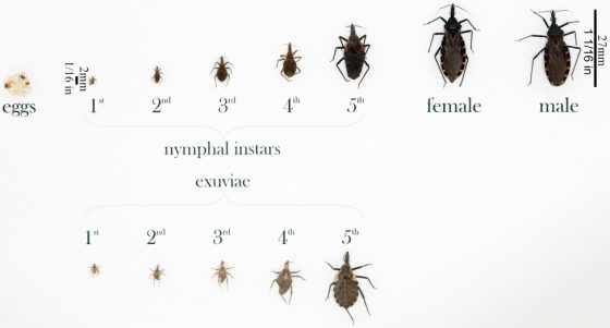 Experts warn of Chagas' disease spread in Costa Rica