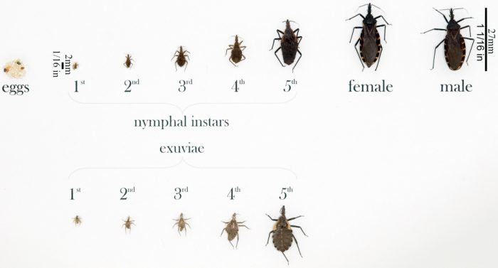 Experts warn of Chagas' disease spread in Costa Rica