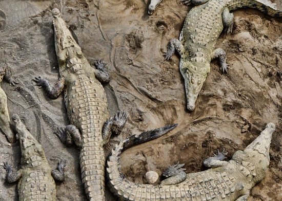 Crocodiles sleep with one eye open