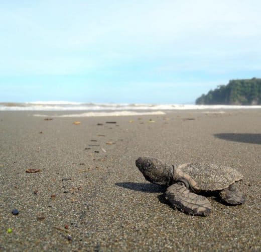 Costa Rican beach besieged by turtle poachers, biologists say