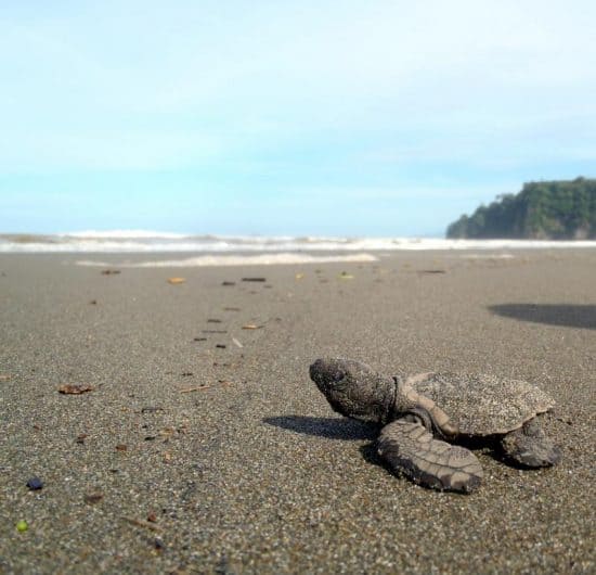 Costa Rican beach besieged by turtle poachers, biologists say