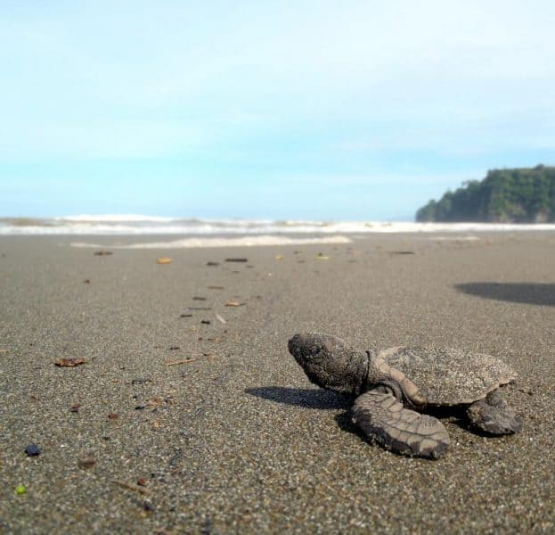 Costa Rican beach besieged by turtle poachers, biologists say