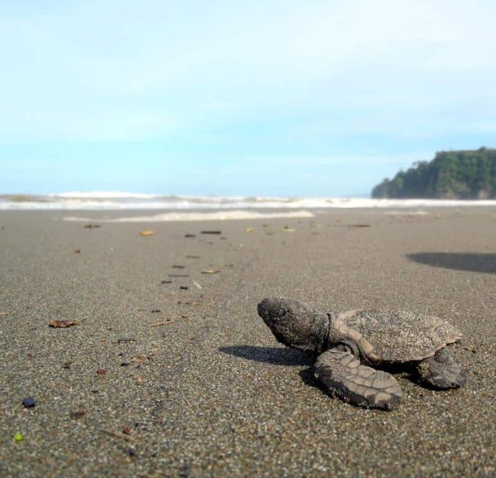 Costa Rican beach besieged by turtle poachers, biologists say