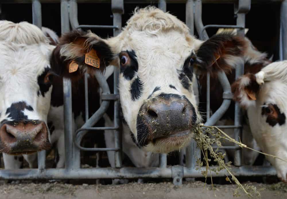 How to stop cow burps from warming the Earth