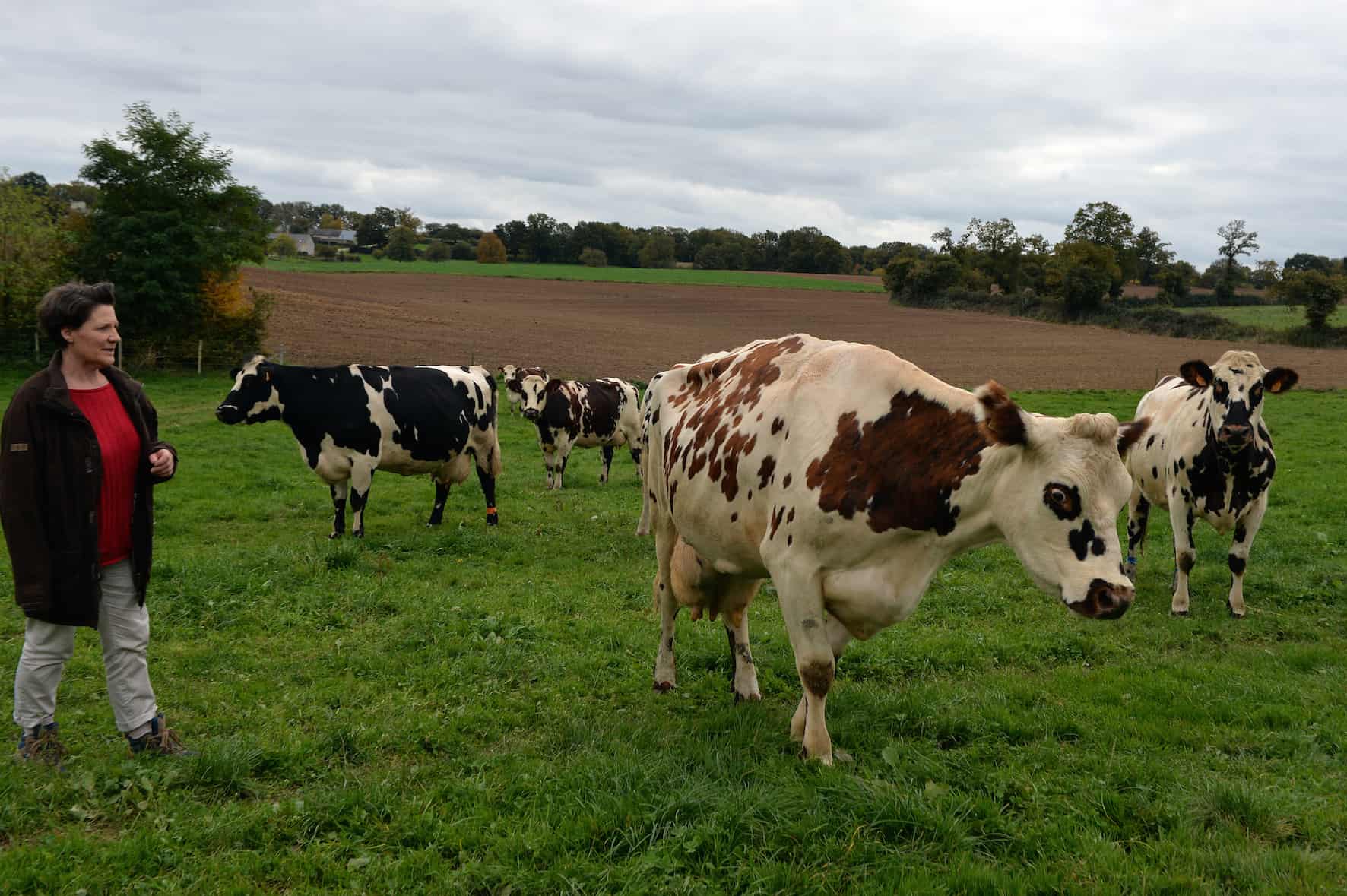 How to stop cow burps from warming the Earth - Business, Climate Change ...