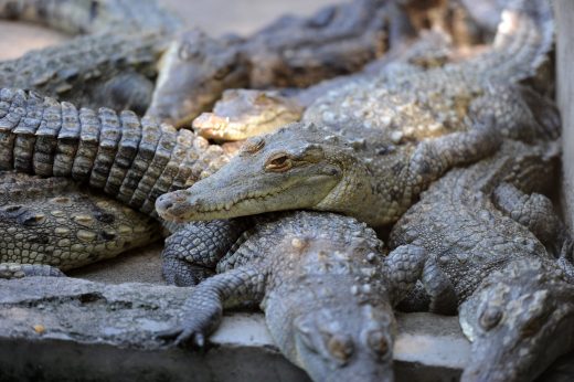 Honduras crocodiles starve after US freezes elite family's assets