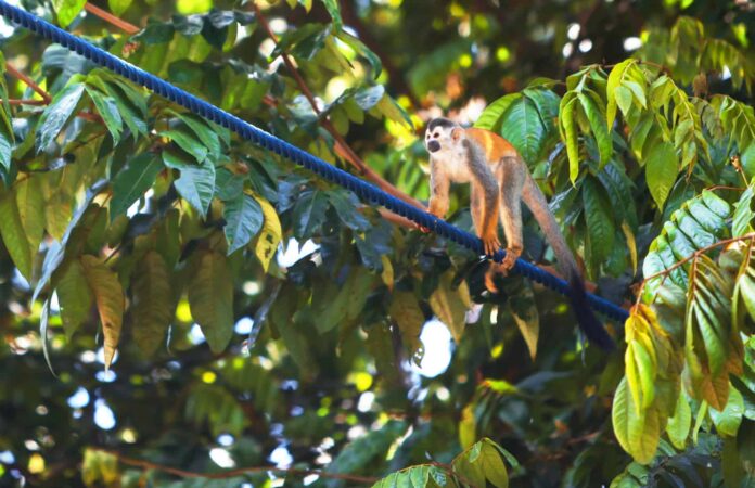 Utility company helps protect Costa Rica wildlife along 250 km of power ...