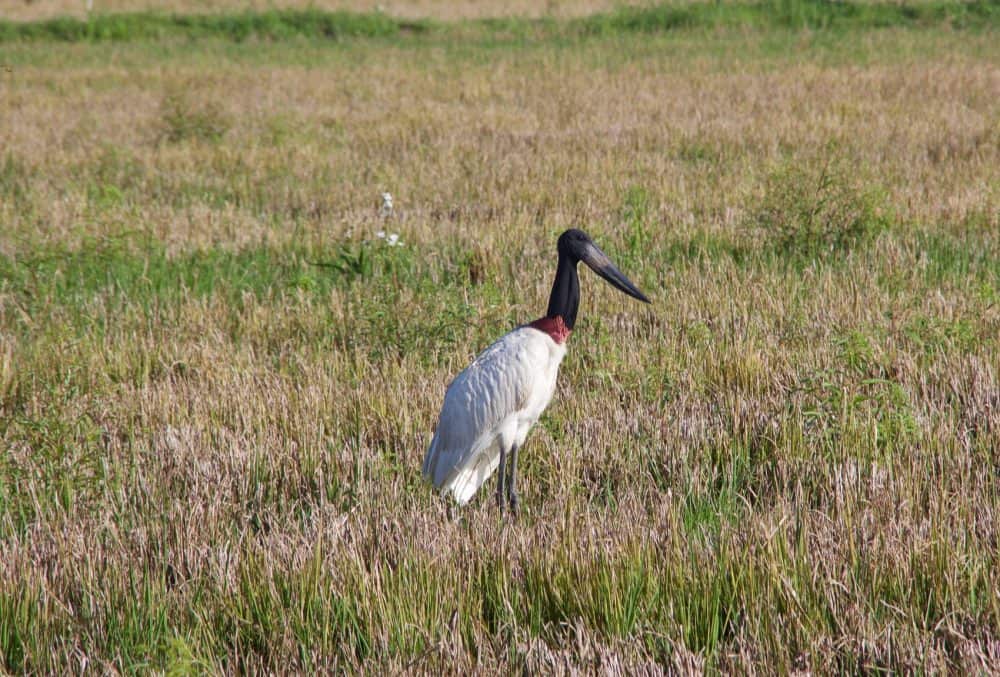 Endangered Jabiru Birds in Costa Rica Face Habitat Loss and Climate Threats
