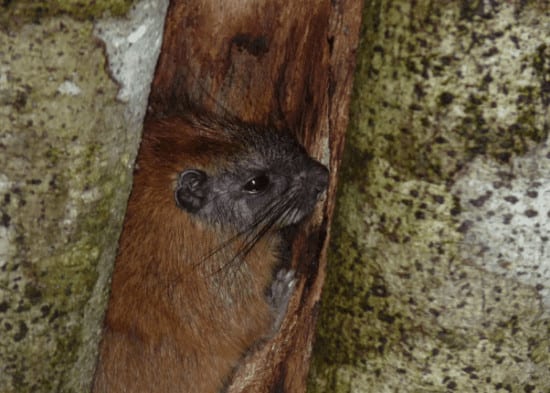 Rufous tree rat spotted in Costa Rica, country's 250th mammal