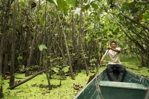 To conserve the Amazon, the forest must become an economic ‘asset’