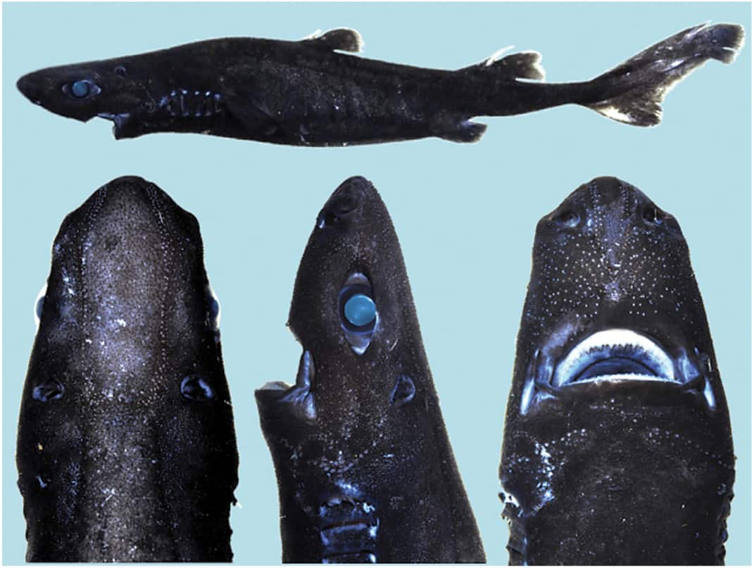 Mysterious shark discovered off Costa Rican coast dubbed the 'Ninja ...