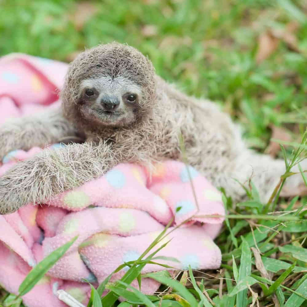 Swimming, squeaking and more: 5 sloth facts explained! – The Tico Times ...