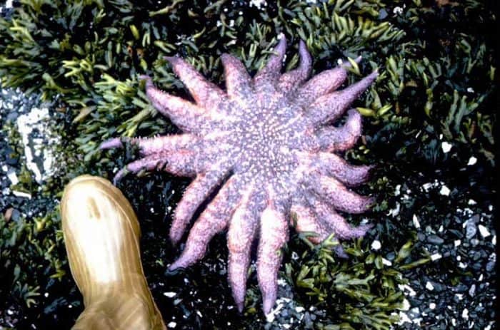 Warming oceans are turning sea stars to goo and killing lobsters ...