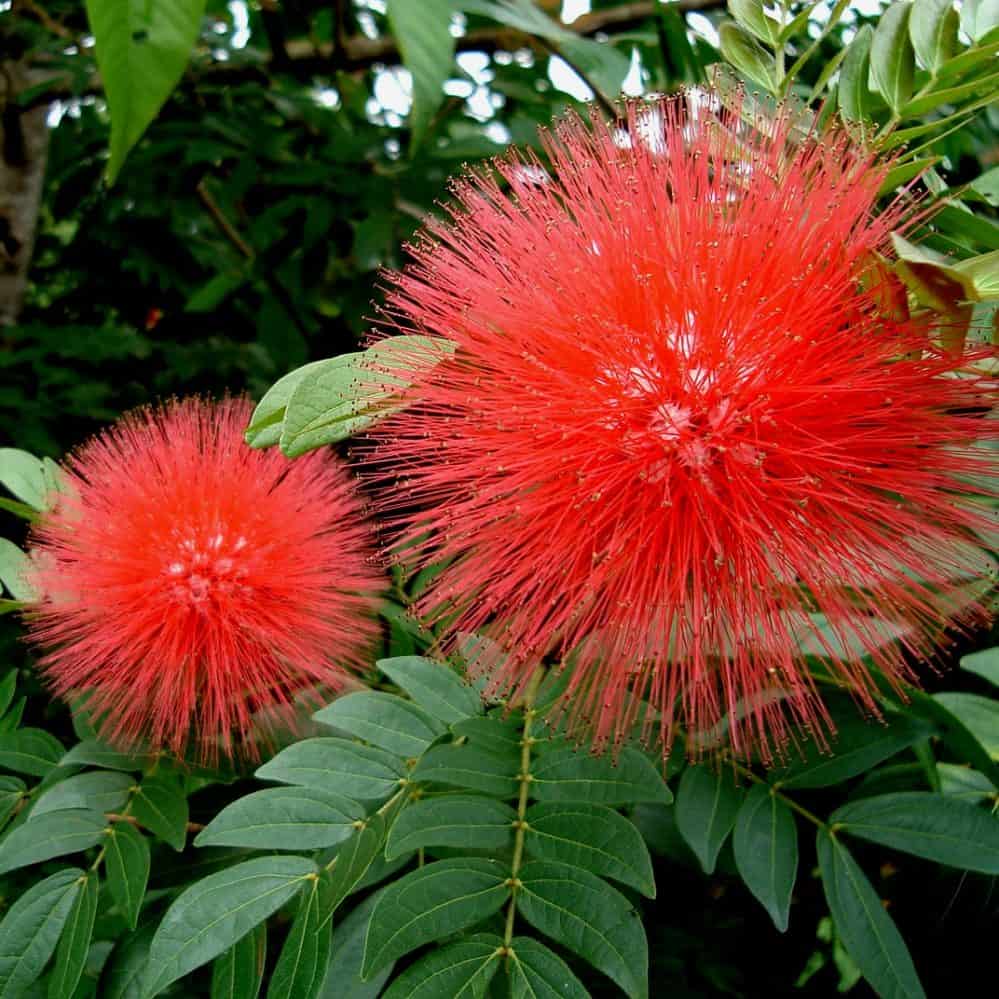 Plant one of these trees for Arbor Day – The Tico Times | Costa Rica ...