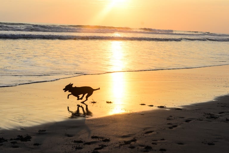 Costa Rican dog owners love their pets but could be better owners