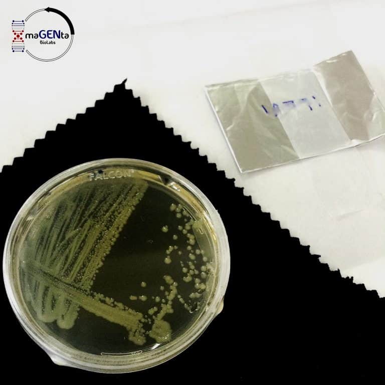 Four Costa Rican scientists' excellent adventure