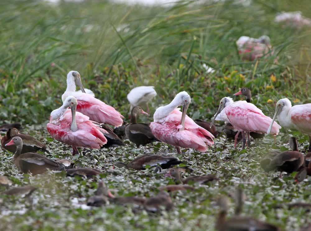 Costa Rica’s Tempisque River Faces Water Crisis Amid Climate Change