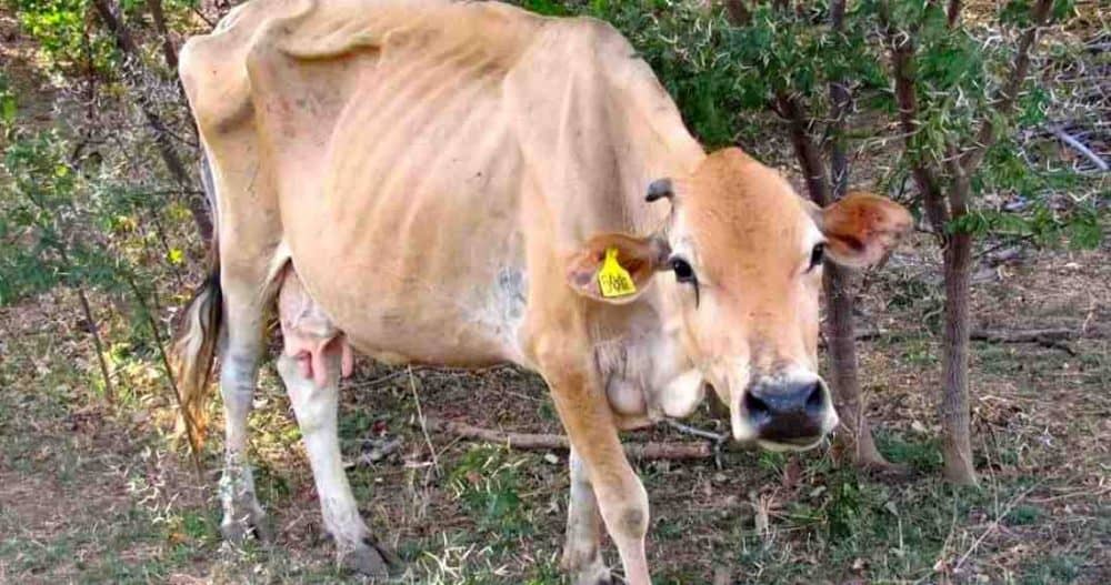 Costa Rica's Tempisque River: Mismanagement threatens Guanacaste