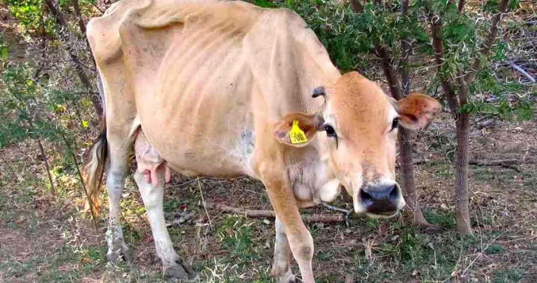 Costa Rica's Tempisque River: Mismanagement threatens Guanacaste