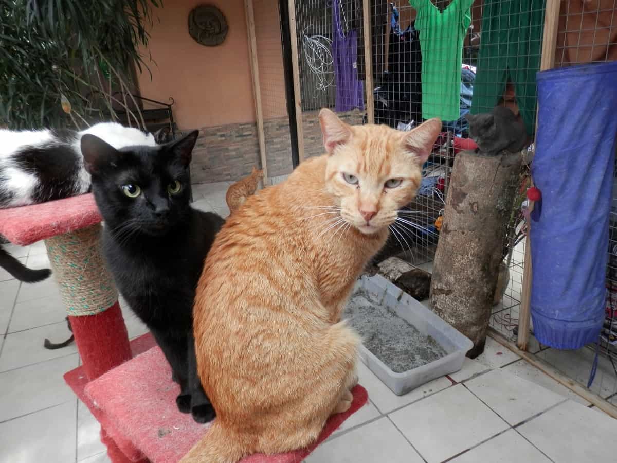 Some Costa Rican cats – and the people who love them