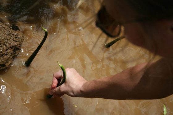 How Guanacaste's Mangrove Project Benefits Environment and Locals : The ...