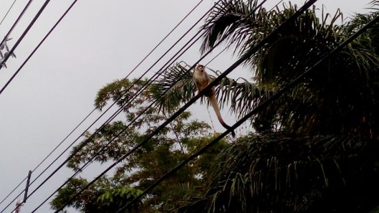 Costa Rica Power lines and wildlife electrocutions: A deadly problem ...