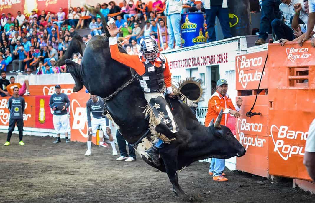 Costa Rica-style bullfights: animal abuse or tradition?