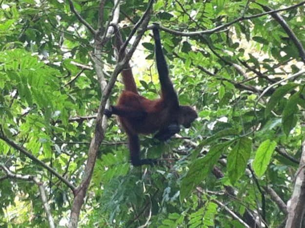 When the Best Monkey Falls from the Tree : The Tico Times | Costa Rica ...