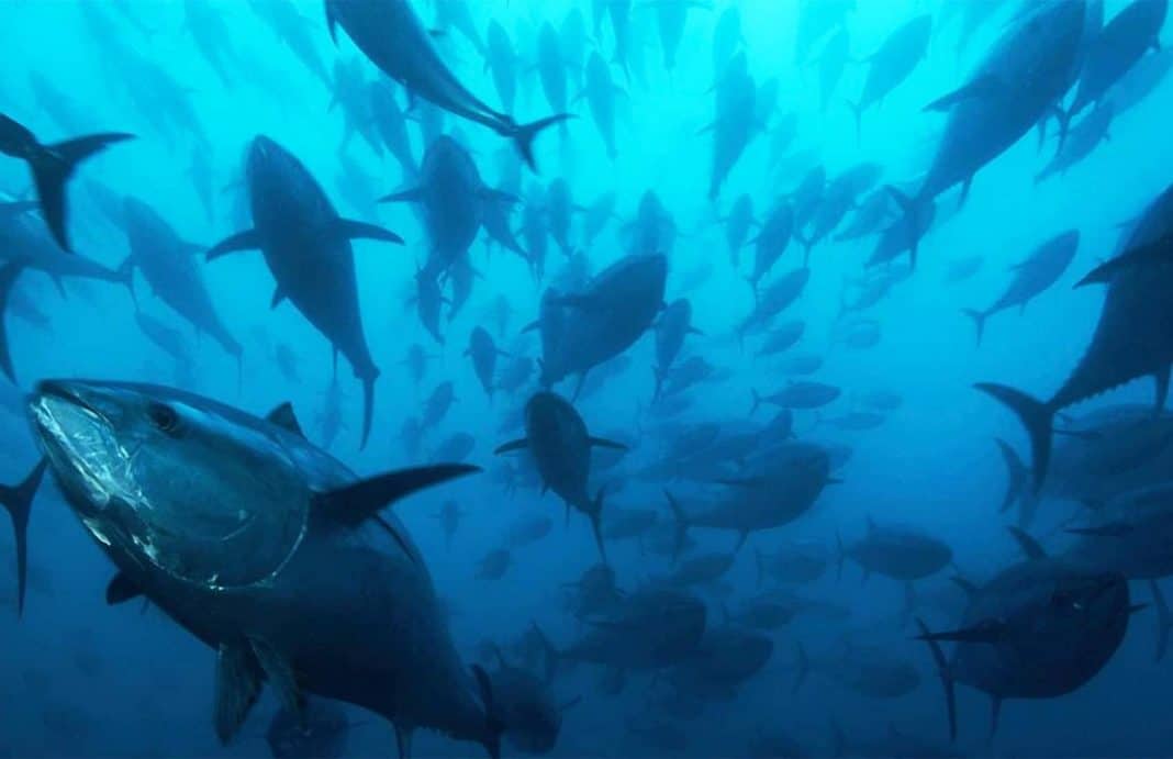 International fleet catches 95 percent of Costa Rica's tuna