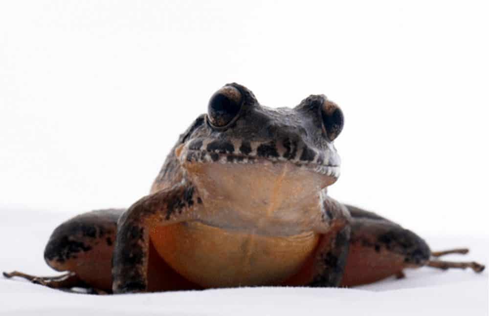 Researchers find specimen of Costa Rican frog believed extinct