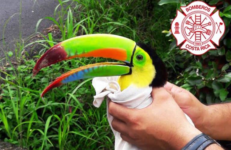 Toucan dies after being shot with BB gun