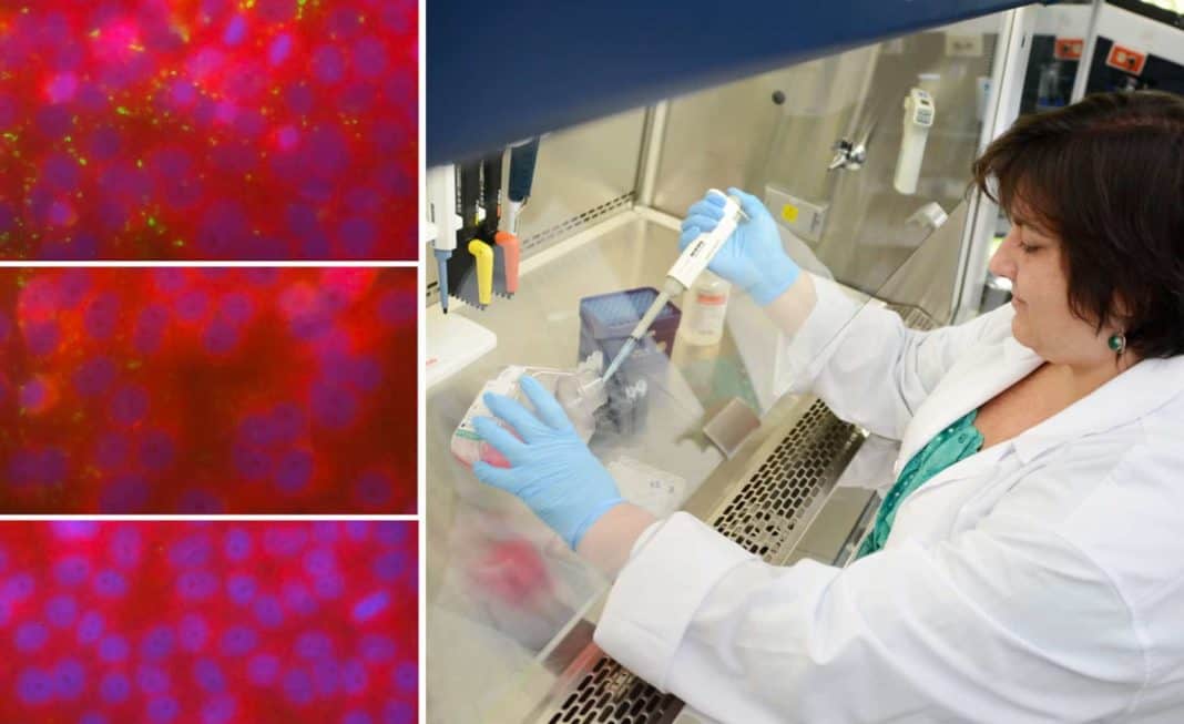 Costa Rican scientists find new type of bacteria