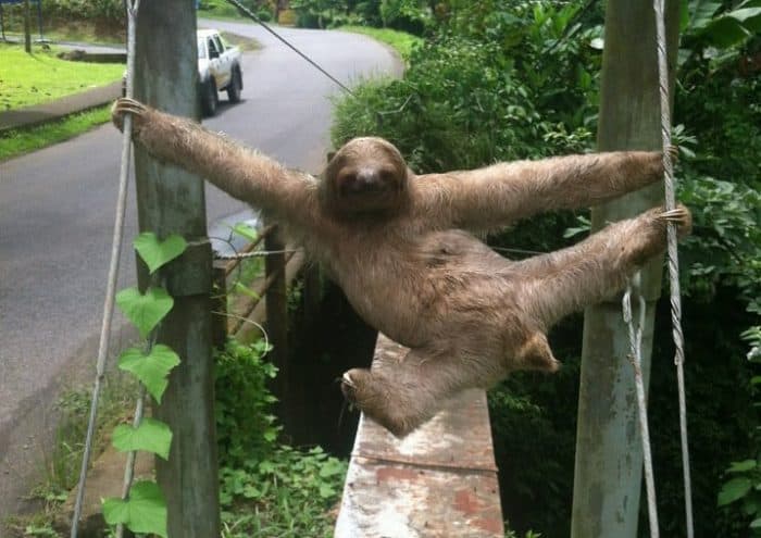 Time for some more sloth therapy