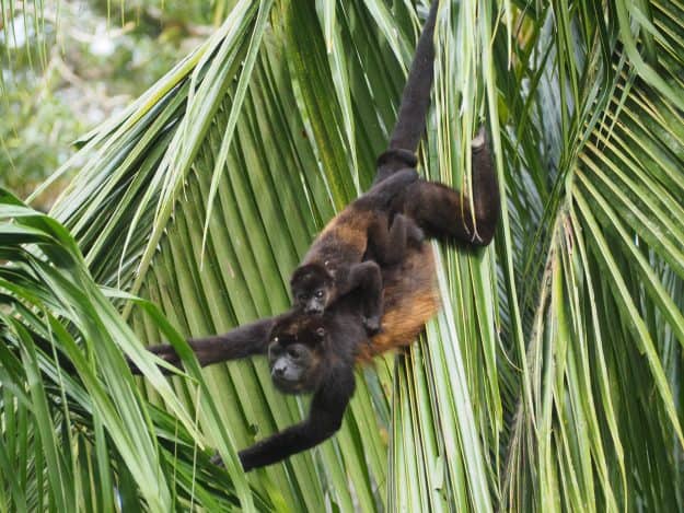 Costa Rica Rolls Out National Strategy to Stop Wildlife Electrocutions ...
