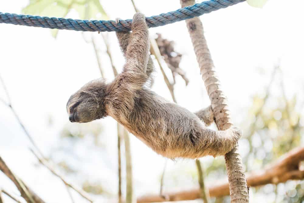 Kids Saving the Rainforest: The Costa Rican initiative that's gone global