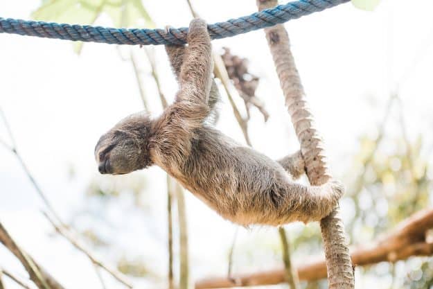 The Incredible Grip of Sloths: How Their Claws Keep Them Hanging On