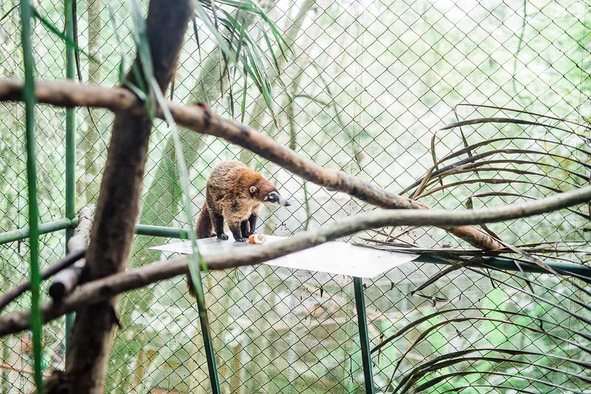 Kids Saving the Rainforest: The Costa Rican initiative that's gone global