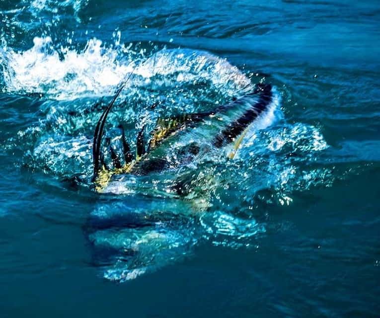 Costa Rica's Roosterfish: The Inshore Angler's Ultimate Challenge