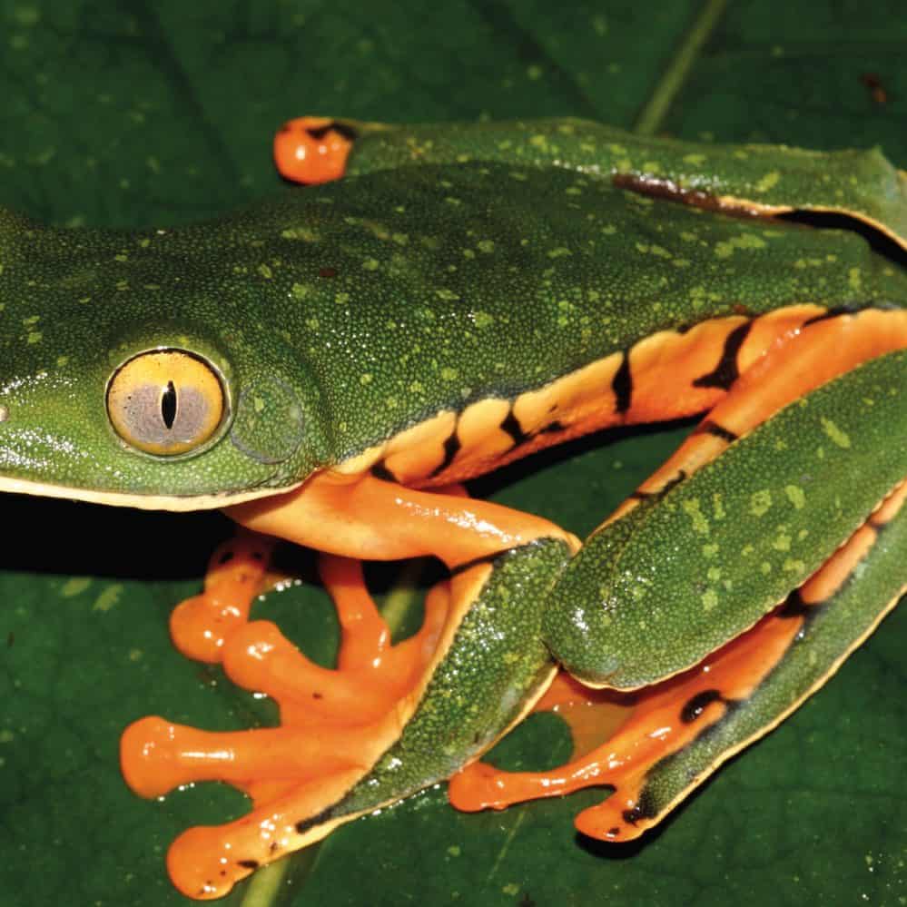 Scientist discovers new species of frog in Central America: Sylvia’s ...