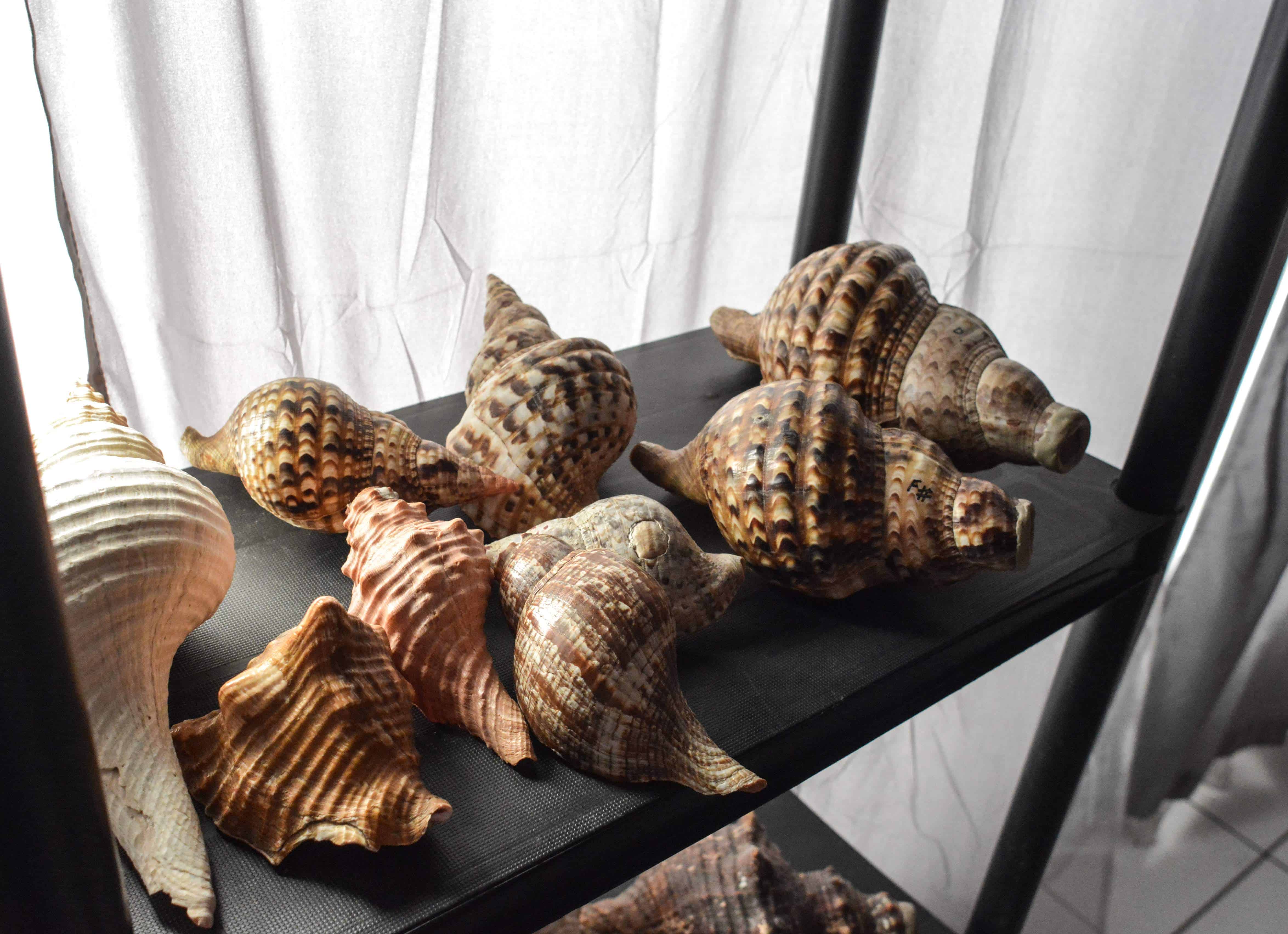 From seashells to Pee-Pah! – a photo essay with Costa Rican musician ...