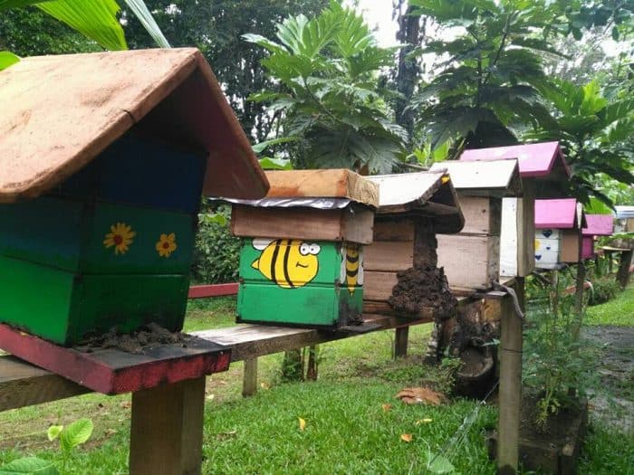 How to love bees and save the world: Puerto Viejo couple teach the ...