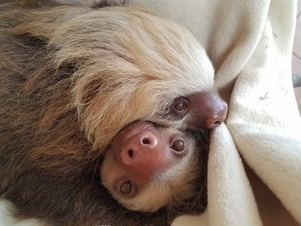 The fastest sloth wins