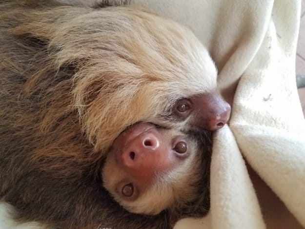 The fastest sloth wins