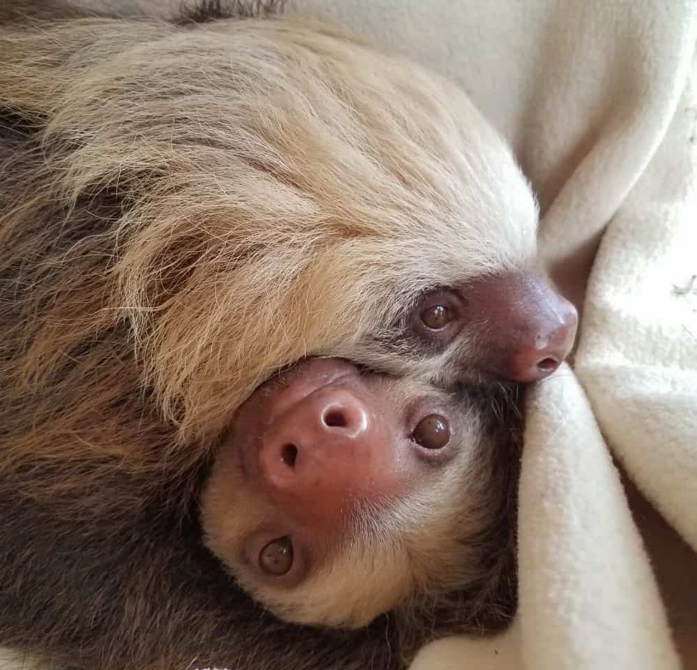 The fastest sloth wins – The Tico Times | Costa Rica News | Travel ...