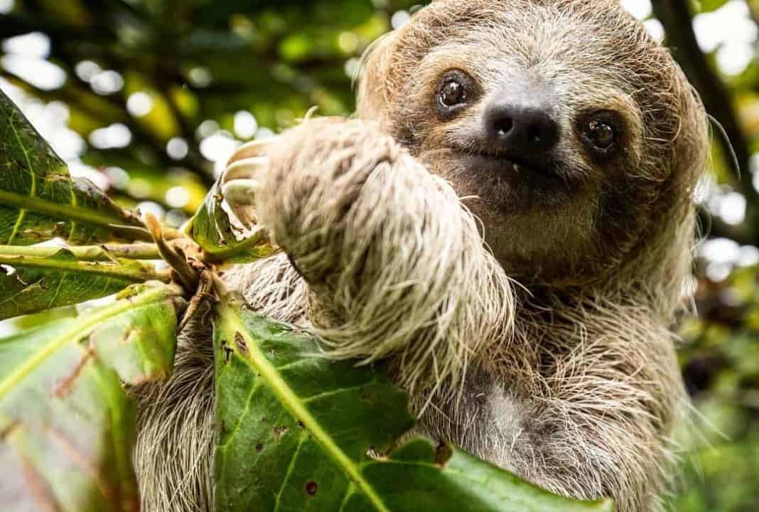 Where to See Sloths in Costa Rica With Kids