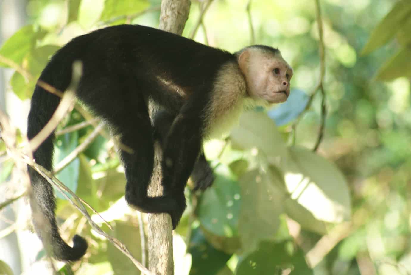 Costa Rica Capuchin monkeys find snake in tree