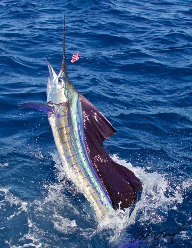Chasing Dreams: An Angler’s First Sailfish Adventure in Costa Rica