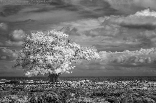 Walking on water in Costa Rica: The Nicoya Peninsula's 'Jesus Tree ...